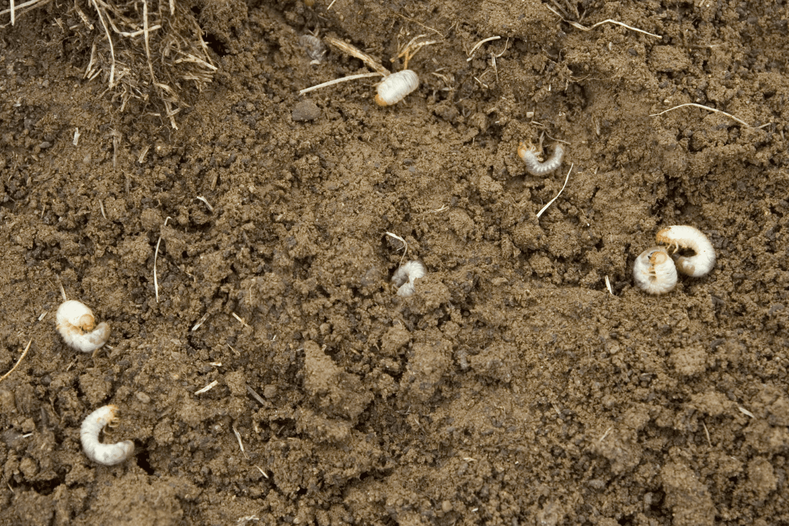 Professional Lawn Care Services | Yard Boss