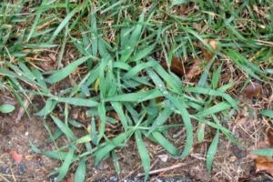 Landscape Bed Weed Control | Yard Boss